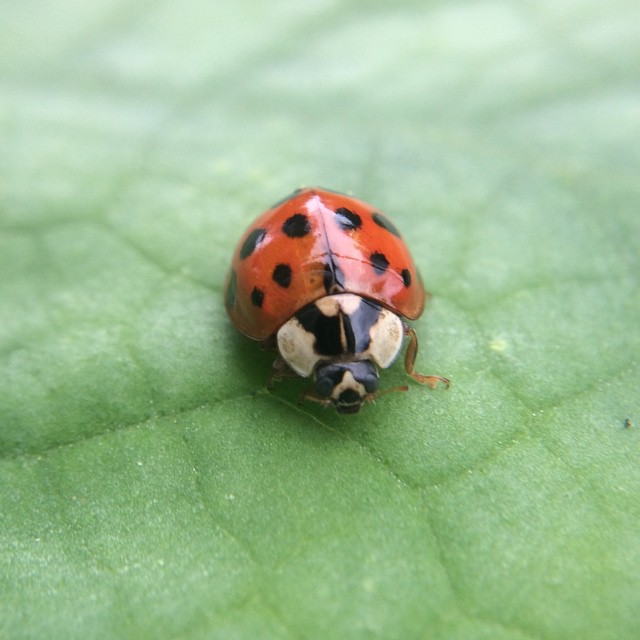 Programs – Agricademy Inc.